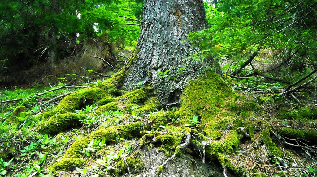 Функције шума – Јавно предузеће „Србијашуме“
