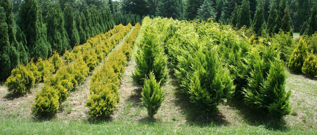 Расадници хортикултурних садница – Јавно предузеће „Србијашуме“