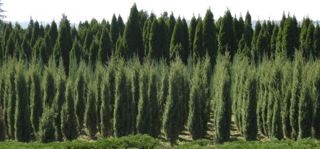 Расадници хортикултурних садница – Јавно предузеће „Србијашуме“