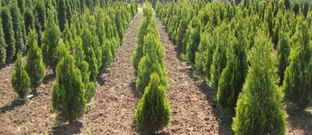 Расадници хортикултурних садница – Јавно предузеће „Србијашуме“